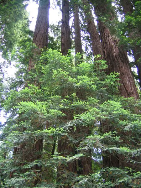 Redwood - New World Encyclopedia