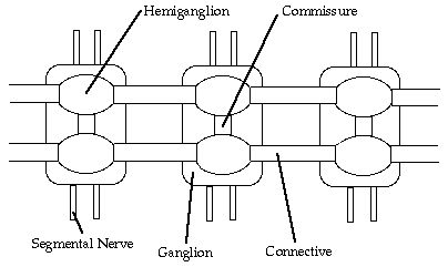 Nerve cord - New World Encyclopedia
