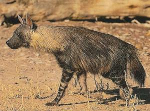 Hyena - New World Encyclopedia