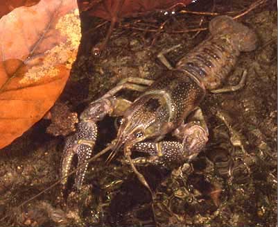 Crayfish - New World Encyclopedia