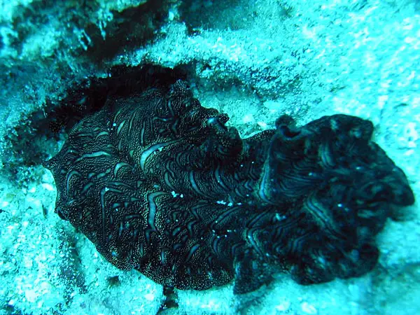 Animal - New World Encyclopedia