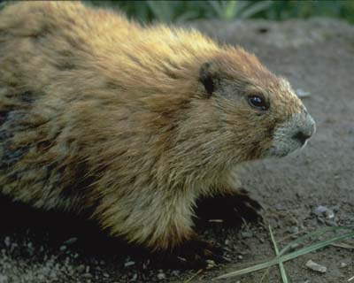Marmot - New World Encyclopedia