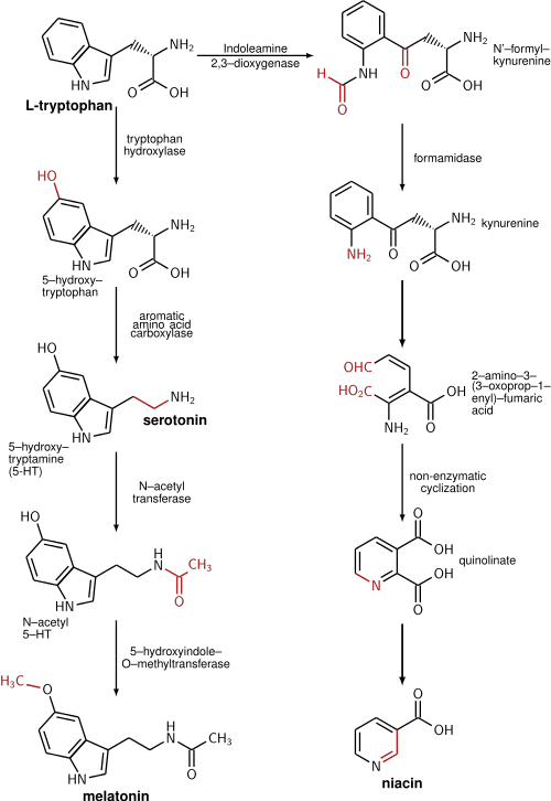Tryptophan - New World Encyclopedia
