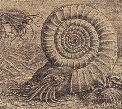 Ammonoid - New World Encyclopedia