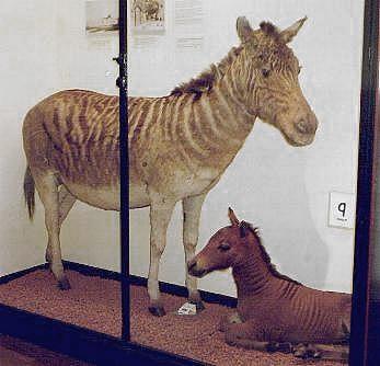 Quagga - New World Encyclopedia