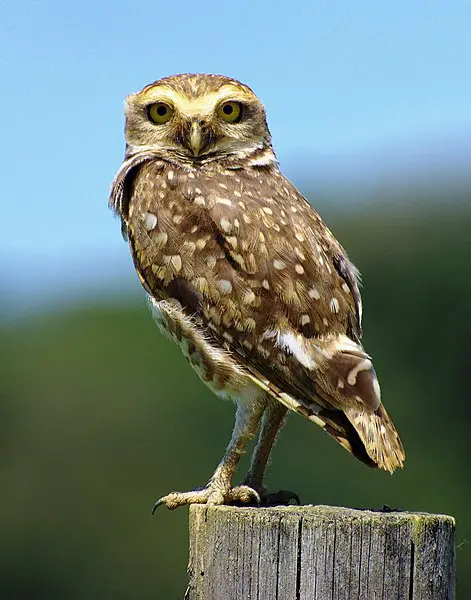 Owl - New World Encyclopedia