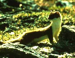 Mustelidae - New World Encyclopedia