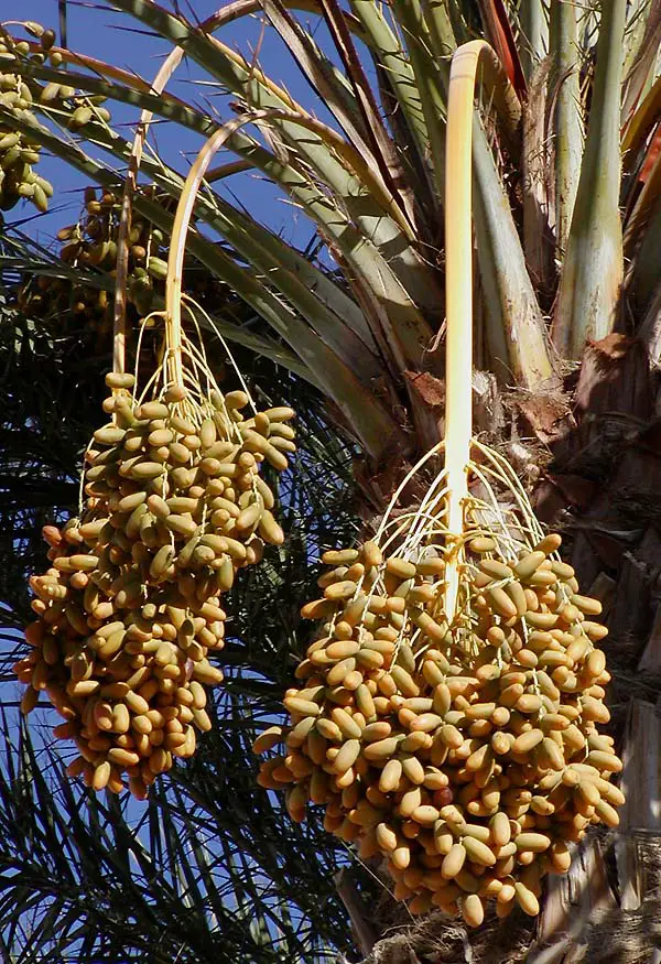 Palm - New World Encyclopedia