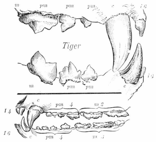 Tiger - New World Encyclopedia