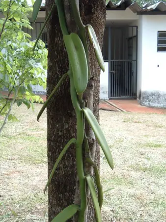 Vanilla - New World Encyclopedia