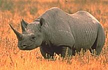 Rhinoceros - New World Encyclopedia