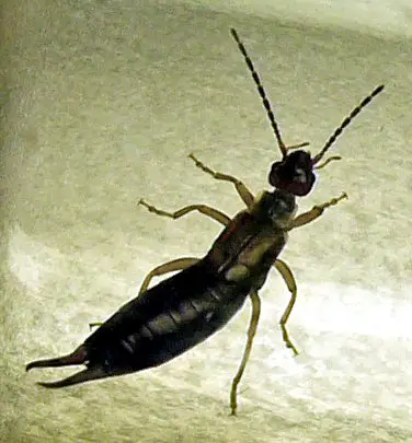Earwig - New World Encyclopedia
