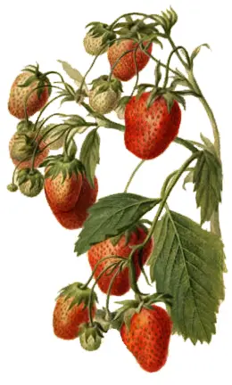 Strawberry - New World Encyclopedia