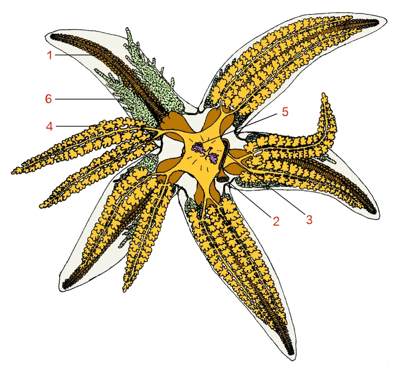Starfish - New World Encyclopedia