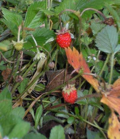 Strawberry - New World Encyclopedia
