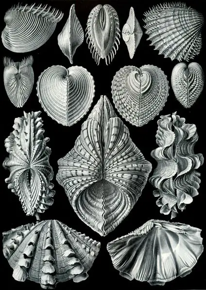 Bivalve - New World Encyclopedia