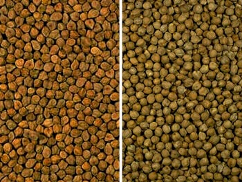 Chickpea - New World Encyclopedia