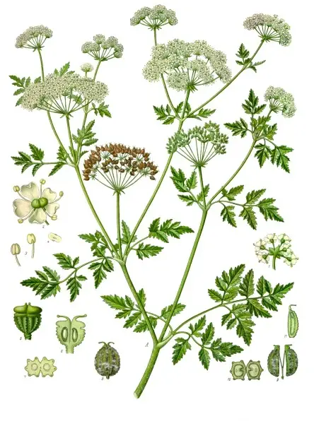 Hemlock - New World Encyclopedia