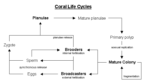 Coral - New World Encyclopedia