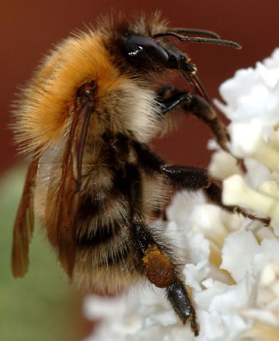 Bumblebee - New World Encyclopedia