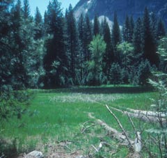 Sierra Nevada (U.S.) - New World Encyclopedia