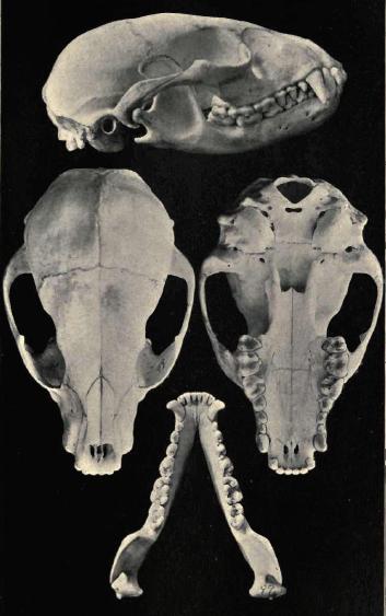 Raccoon - New World Encyclopedia