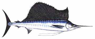 Sailfish - New World Encyclopedia