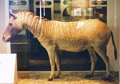Quagga - New World Encyclopedia
