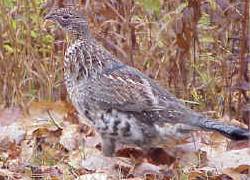 Grouse - New World Encyclopedia