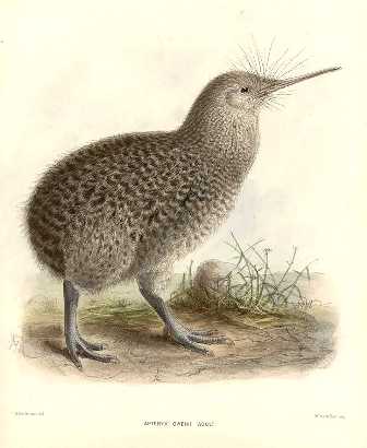 Kiwi - New World Encyclopedia