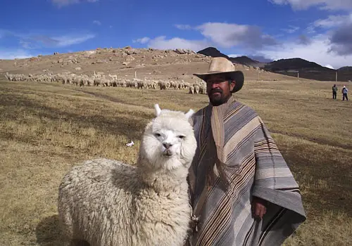 Alpaca - New World Encyclopedia