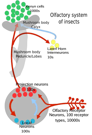 Olfaction - New World Encyclopedia