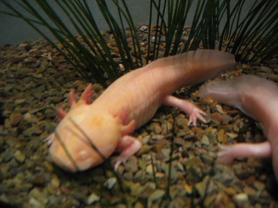 Axolotl - New World Encyclopedia
