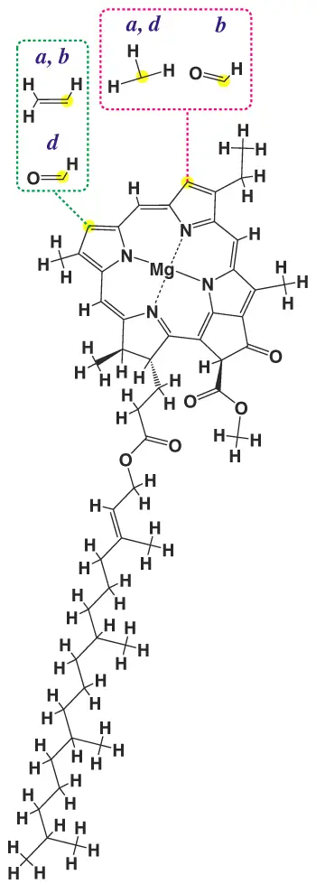 Chlorophyll - New World Encyclopedia