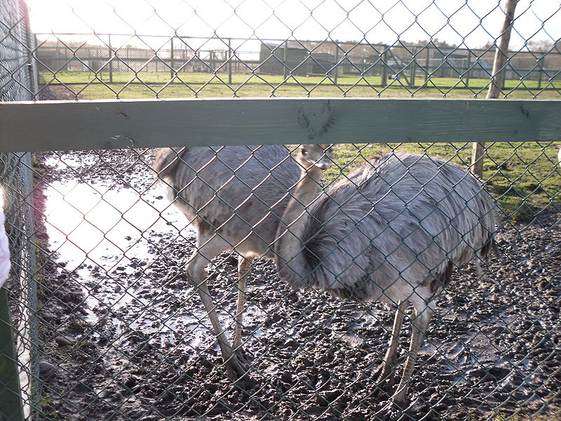 Rhea (bird) - New World Encyclopedia