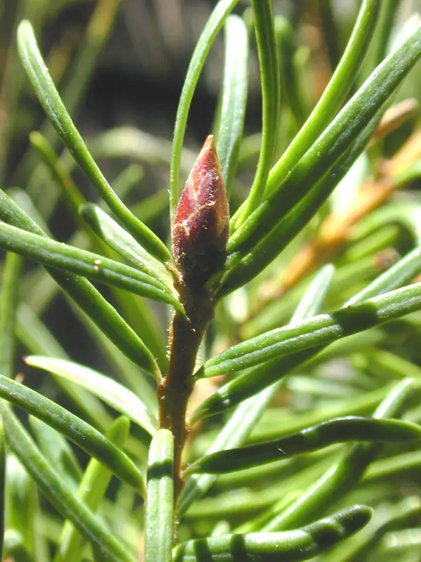 Conifer - New World Encyclopedia