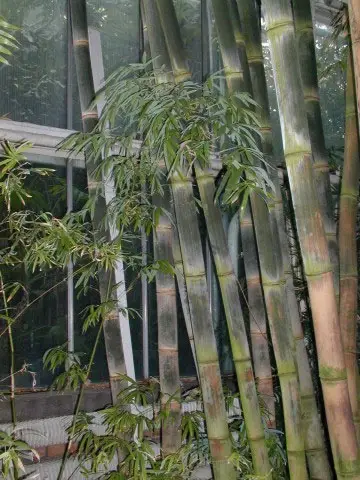 Bamboo - New World Encyclopedia