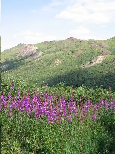 Denali National Park and Preserve - New World Encyclopedia