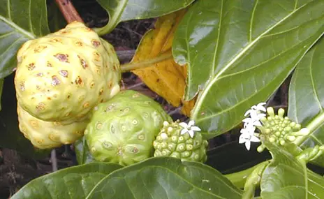 Fruit - New World Encyclopedia