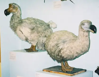 Dodo - New World Encyclopedia