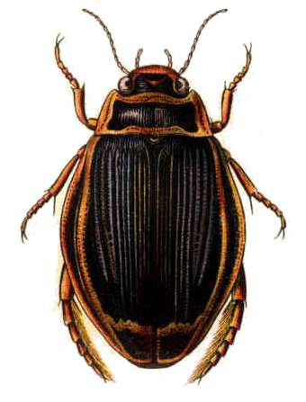 Beetle - New World Encyclopedia
