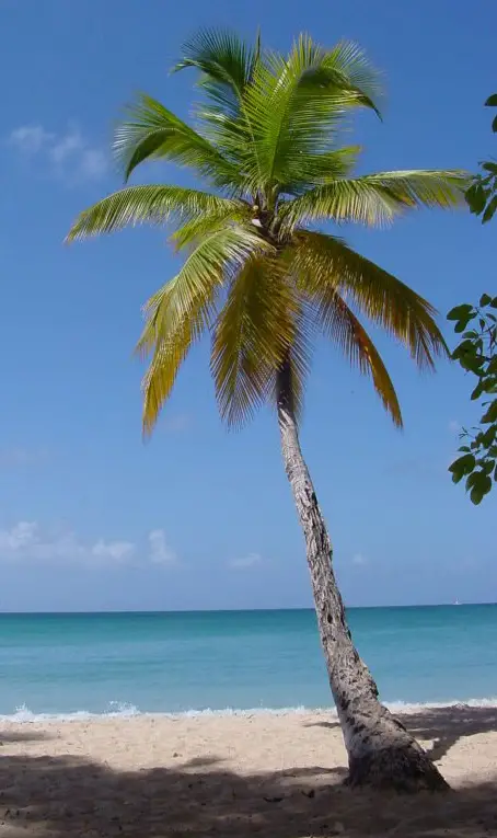 Palm - New World Encyclopedia