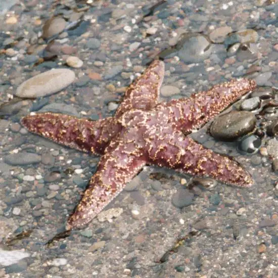 Starfish - New World Encyclopedia