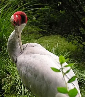 Crane (bird) - New World Encyclopedia