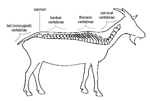 Vertebral column - New World Encyclopedia