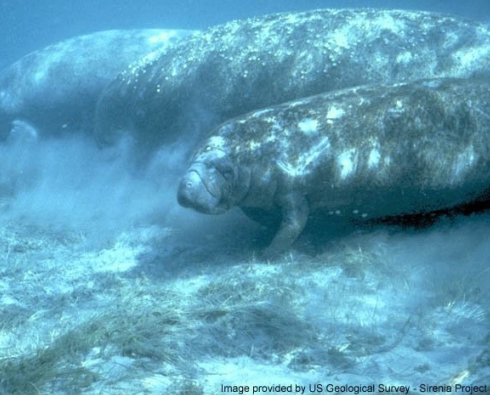 Manatee - New World Encyclopedia