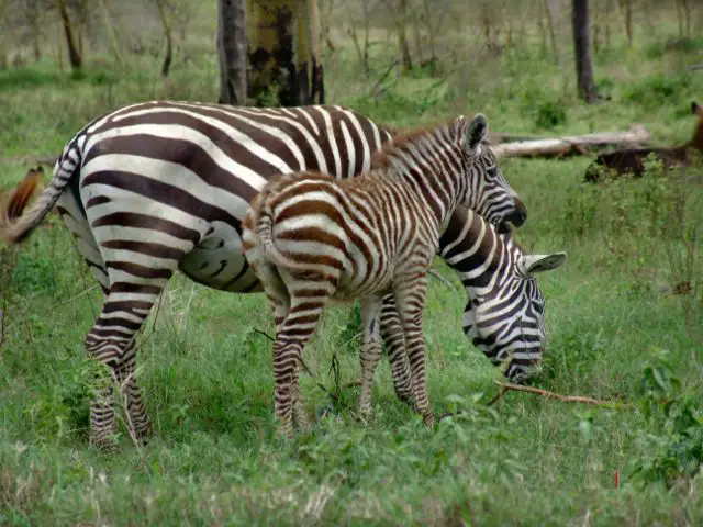 Zebra - New World Encyclopedia