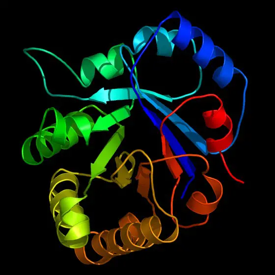 Enzyme - New World Encyclopedia