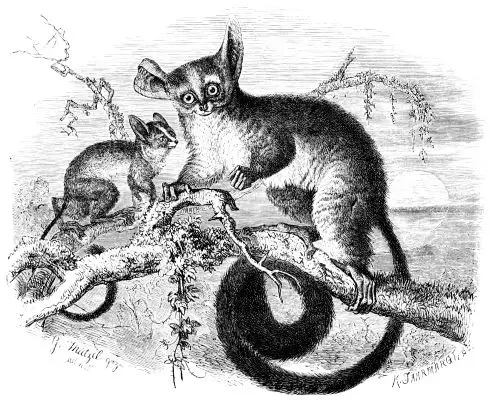 Galago - New World Encyclopedia