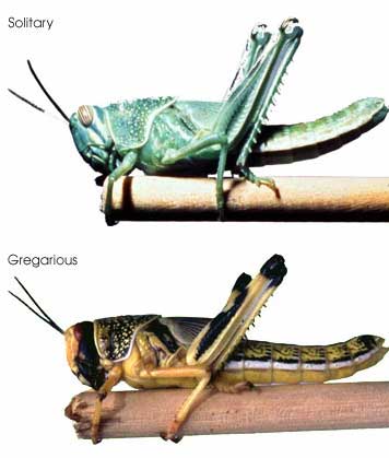 Locust - New World Encyclopedia